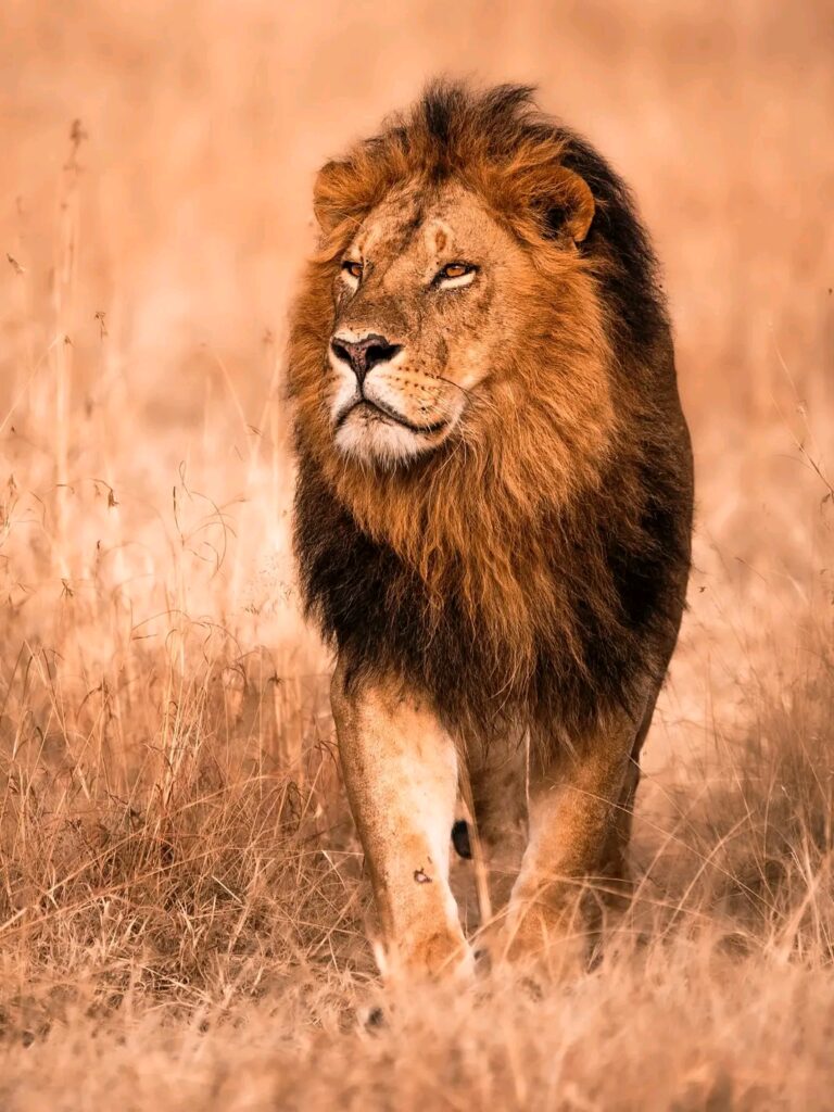 Tropic Quest Safaris - Tropicquest Safaris